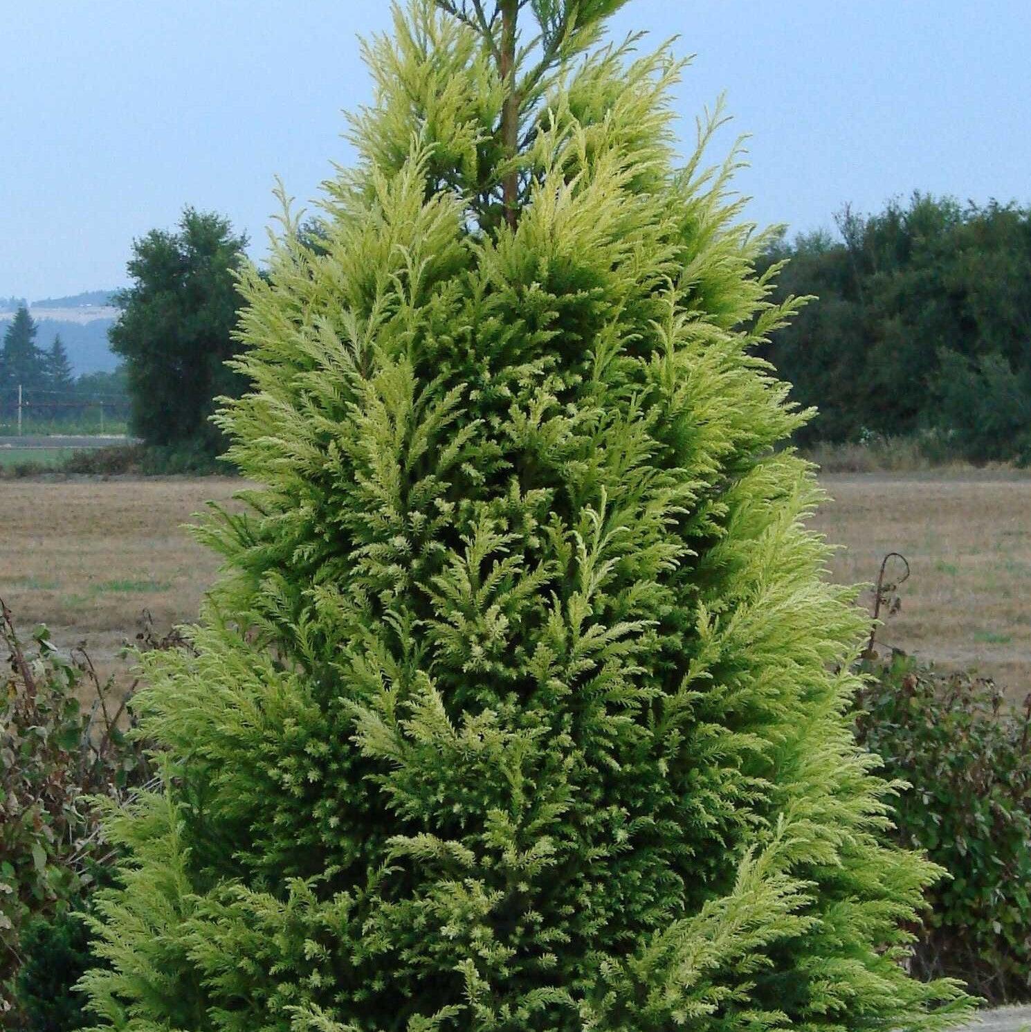 Cryptomeria japonica 'Sekkan' ~ Sekkan Japanese Cedar – JTSOP Farms