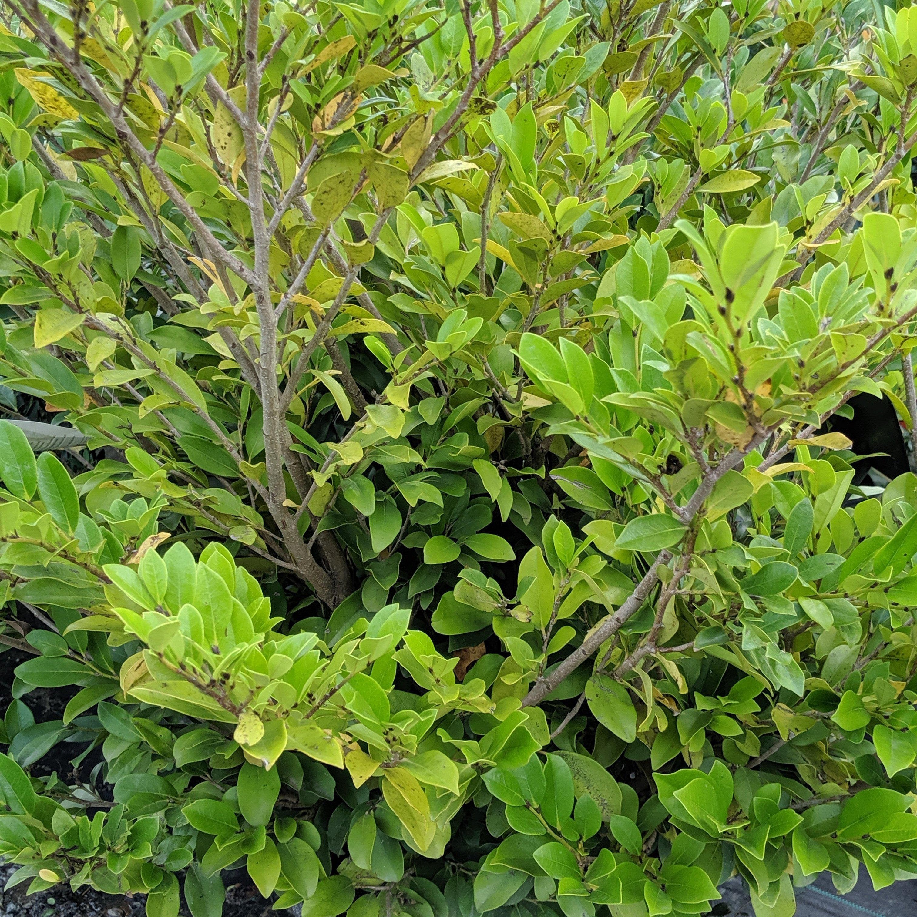 Distylium 'PIIDIST-IV' PP25,984 ~ First Editions® Linebacker™ Distyliu – JTSOP Farms