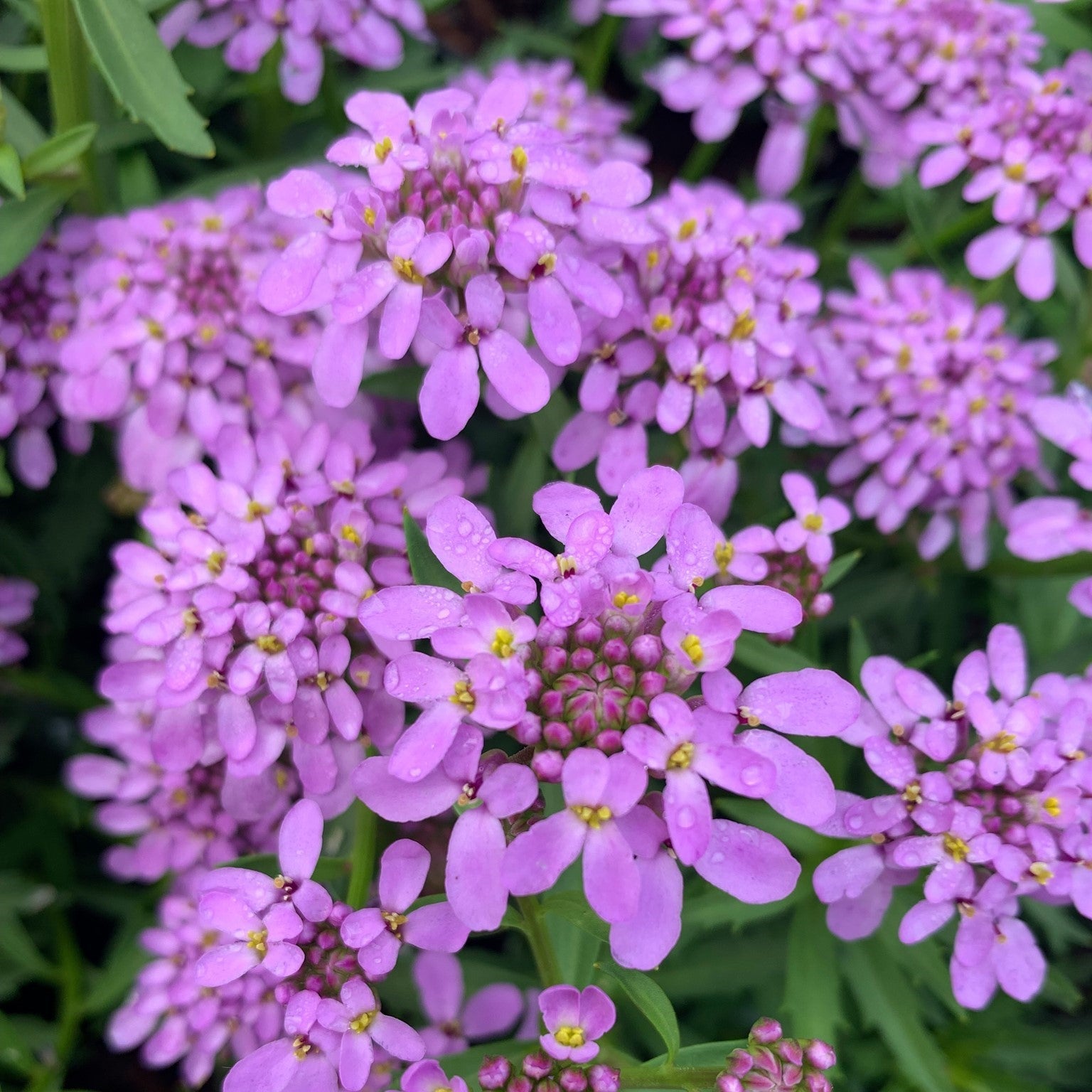 Iberis 'Mermaid Lavender' ~ Mermaid Lavender Candytuft – JTSOP Farms