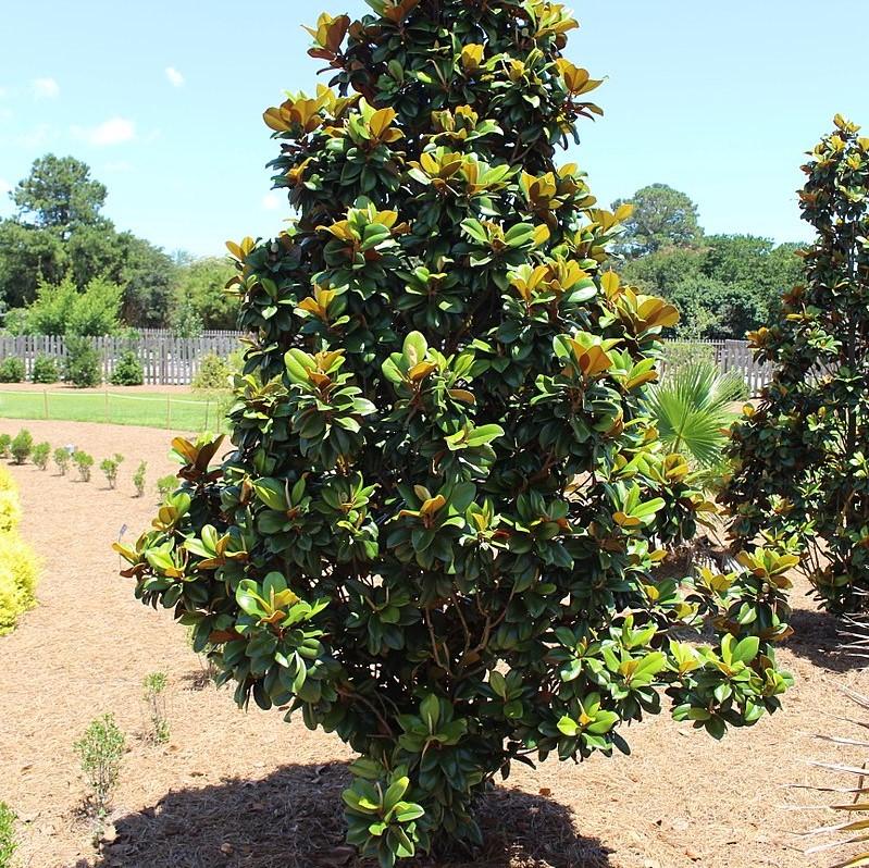 Magnolia grandiflora 'Southern Charm' PP#13,049 ~ Teddy Bear® Magnolia ...
