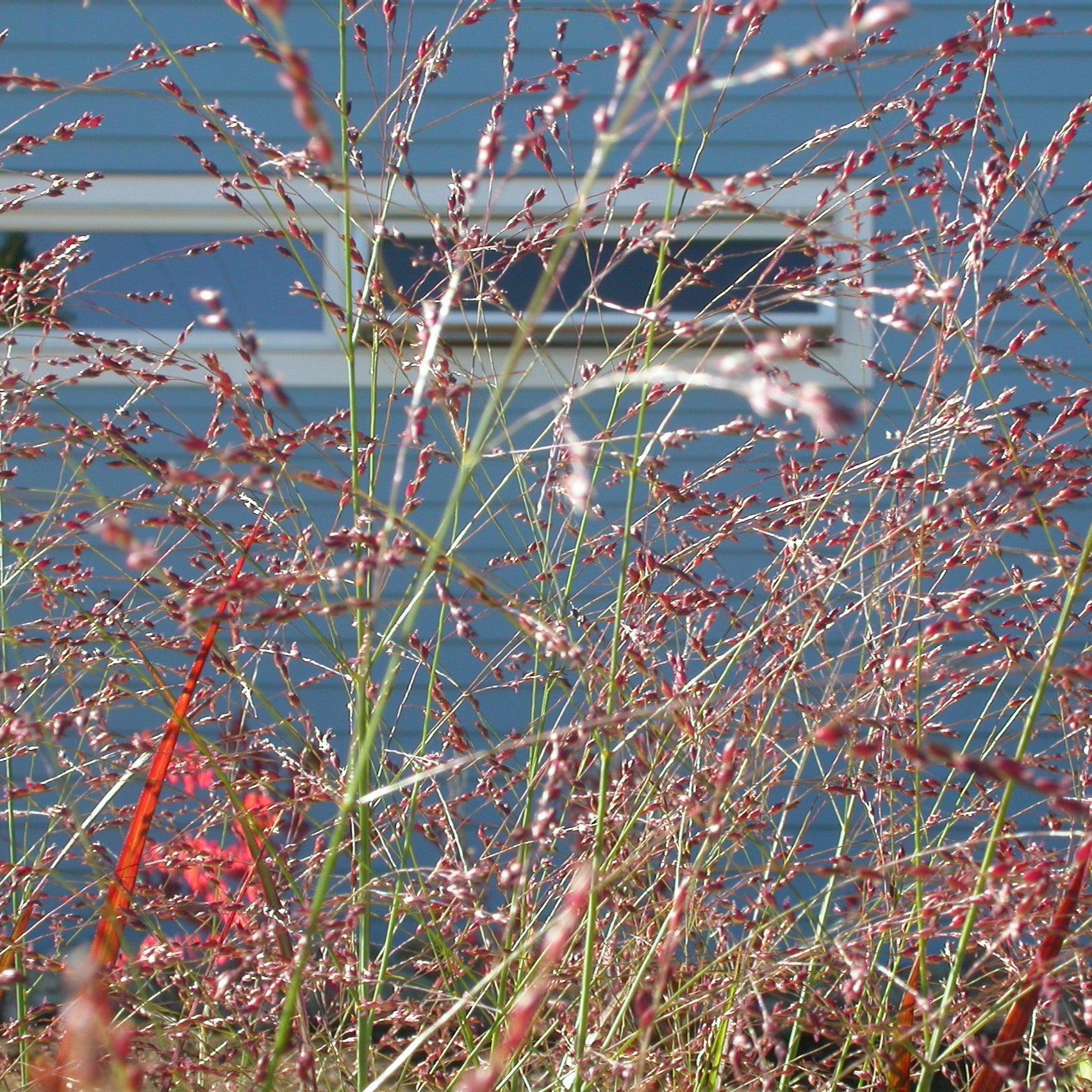 Panicum virgatum 'Red Flame' ~ Red Flame Switch Grass – JTSOP Farms