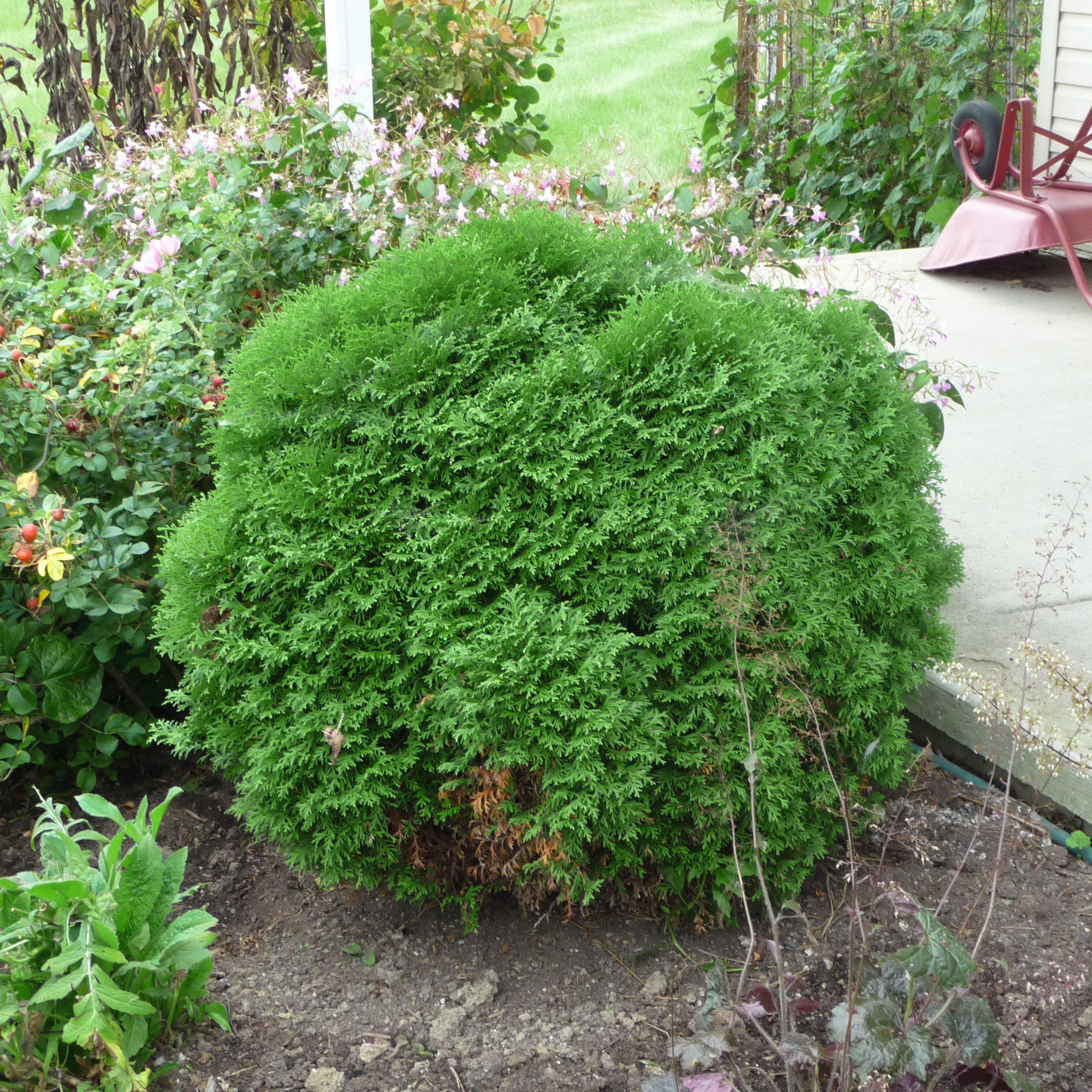 Thuja occidentalis 'Little Giant' ~ Little Giant Arborvitae – JTSOP Farms