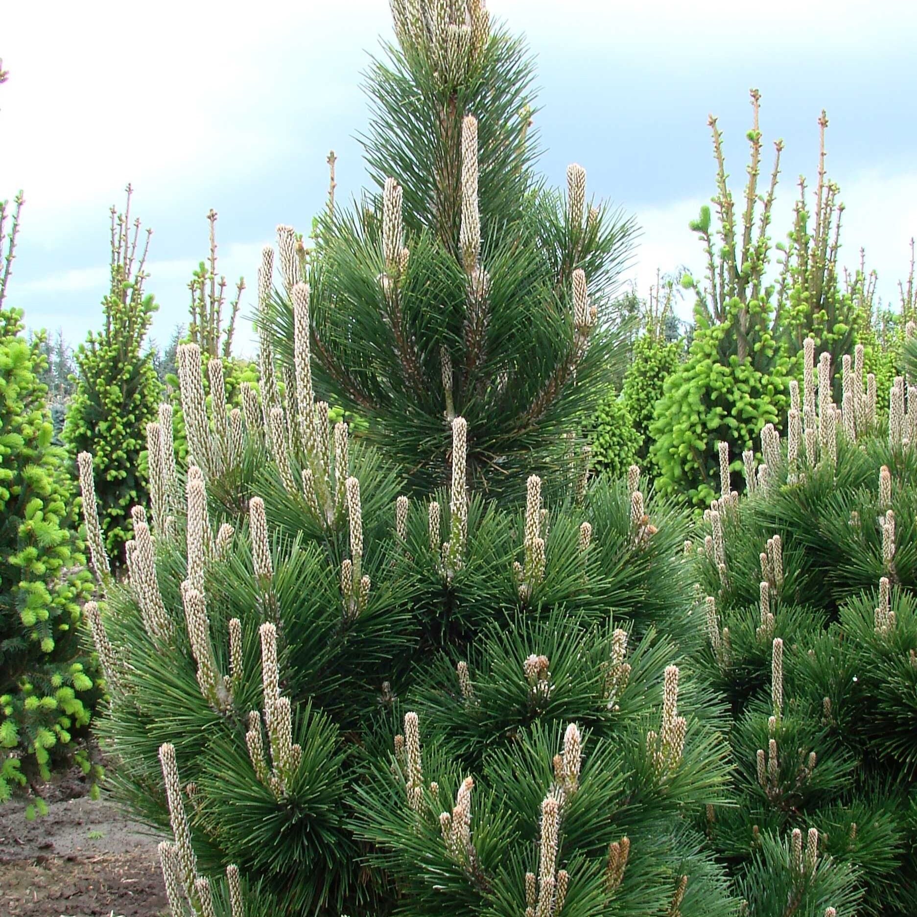 Pinus thunbergii 'Thunderhead' ~ Thunderhead Japanese Black Pine ...