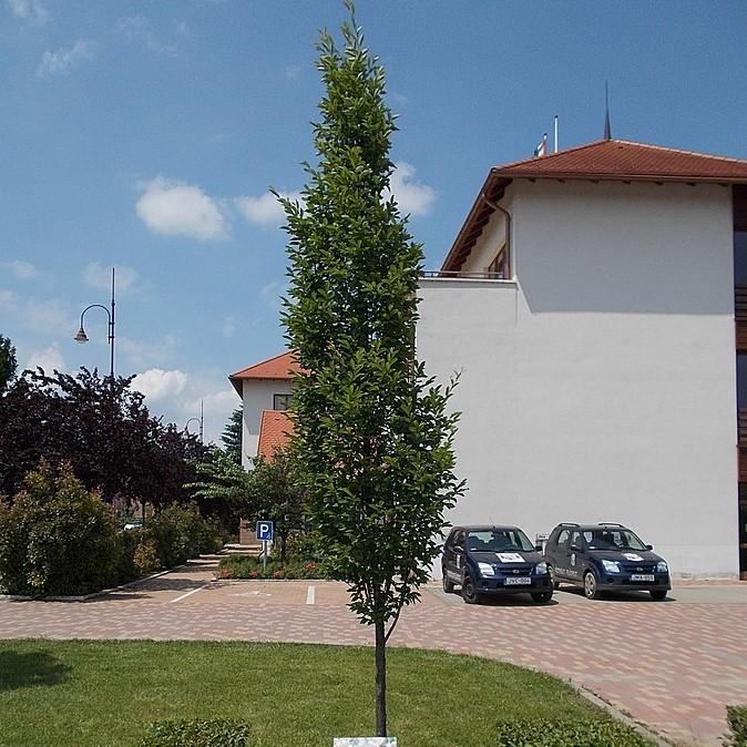 Carpinus betulus 'Fastigiata' ~ Upright European Hornbeam – JTSOP Farms