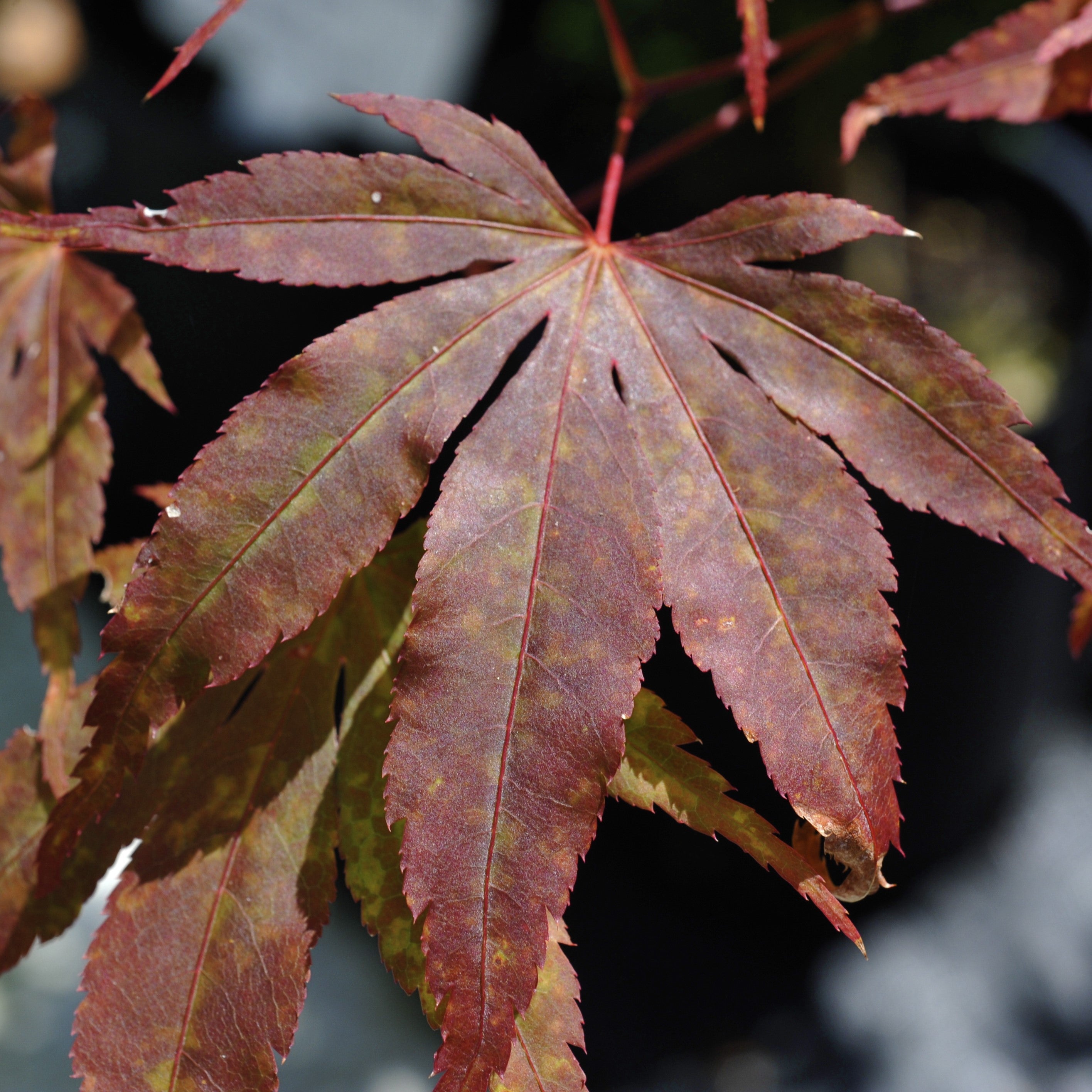 Acer palmatum 'Moonfire' ~ Moonfire Japanese Maple – JTSOP Farms