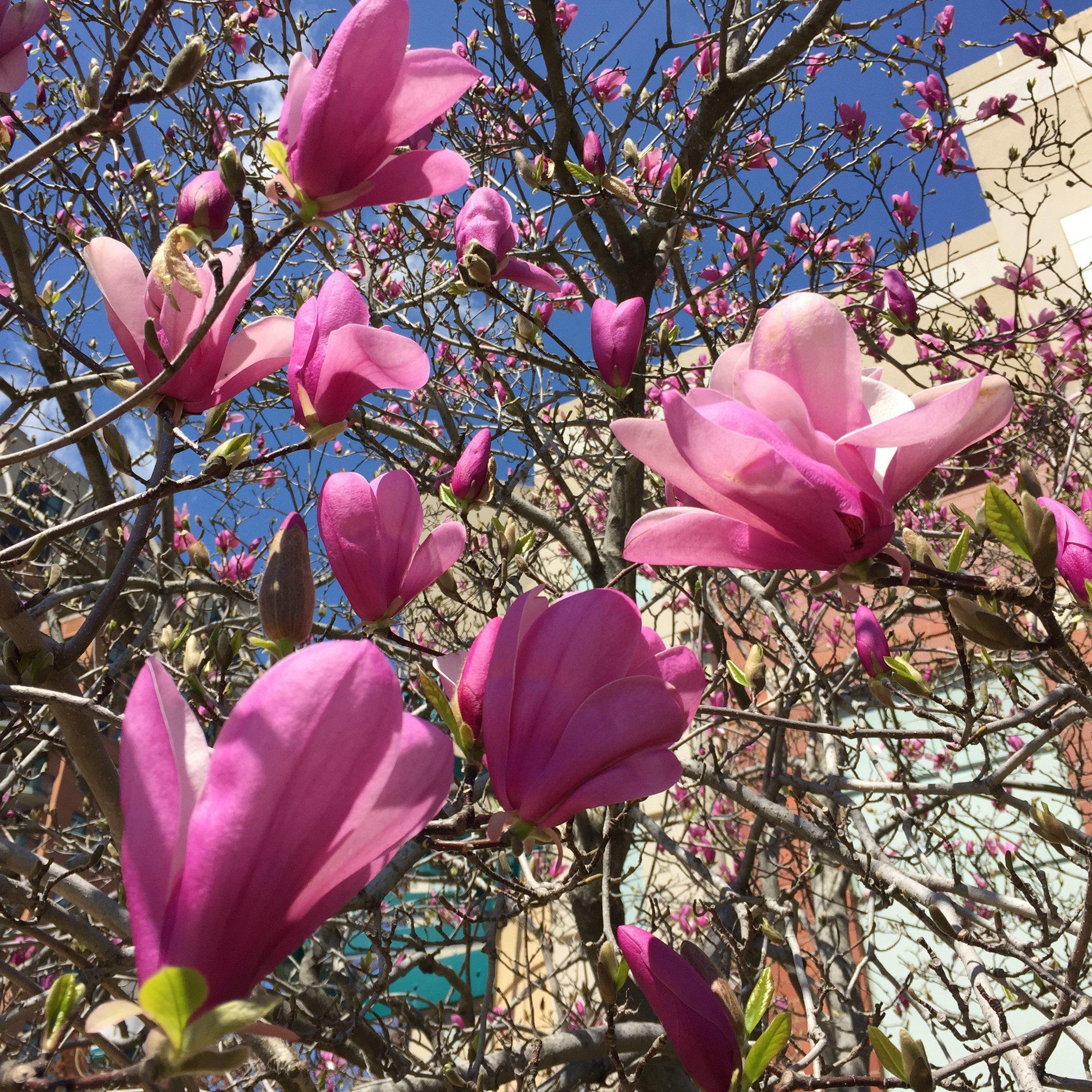 Magnolia 'Ann' ~ Ann Magnolia – JTSOP Farms