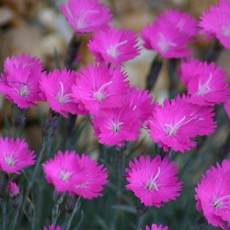 Dianthus gratianopolitanus 'Firewitch' ~ Firewitch Dianthus, Cheddar P ...