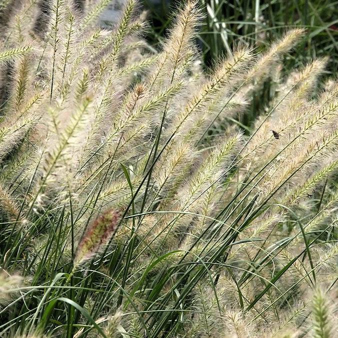 Pennisetum alopecuroides 'Piglet' ~ Piglet Fountain Grass – JTSOP Farms