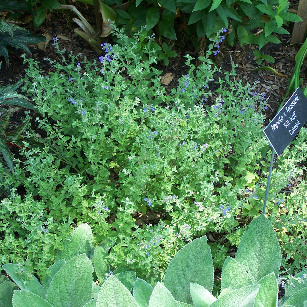 Nepeta x faassenii 'Kit Kat' ~ Kit Kat Catmint – JTSOP Farms