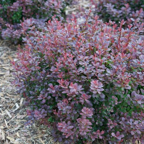 Berberis thunbergii NCBX1' USPP 29,504 ~ PW® Sunjoy® Todo Barberry ...
