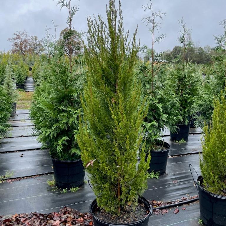 Juniperus chinensis 'Spartan' ~ Spartan Chinese Juniper – JTSOP Farms