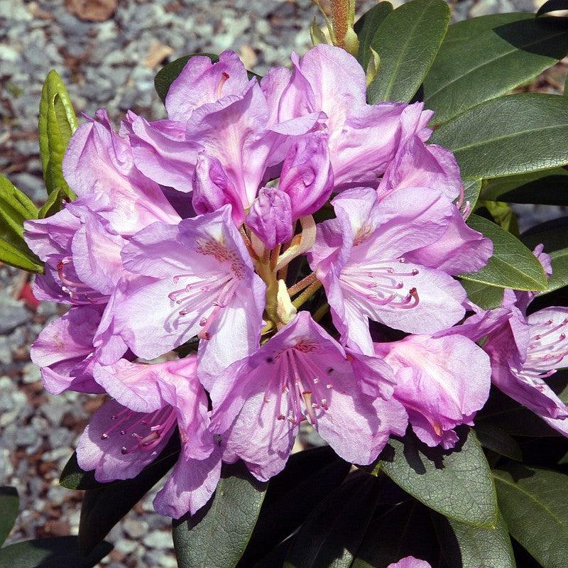 Rhododendron catawbiense 'Grandiflorum' ~ Grandiflorum Catawba Rhodode ...