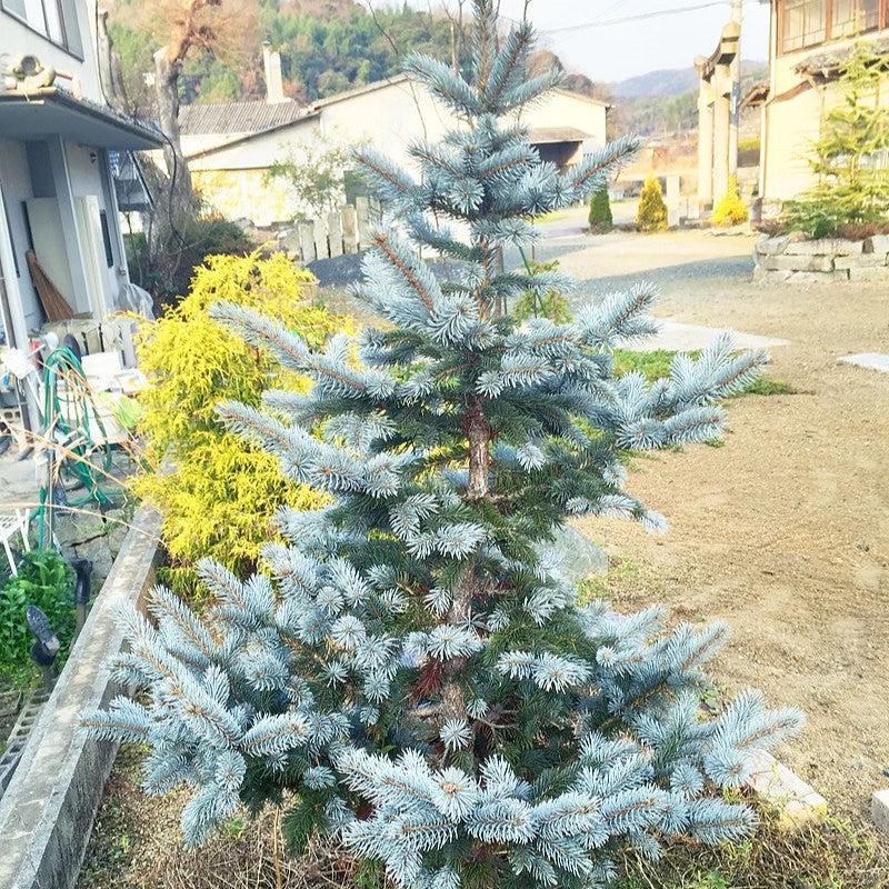 Picea pungens 'Hoopsii' ~ Hoopsii Blue Spruce – JTSOP Farms