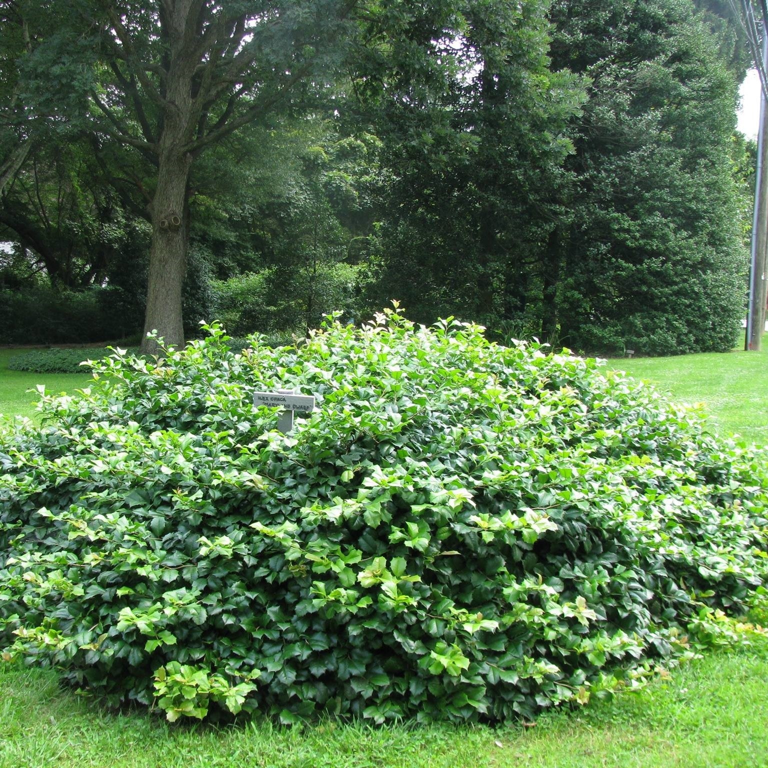 Ilex opaca 'Maryland Dwarf' ~ Maryland Dwarf Holly – JTSOP Farms