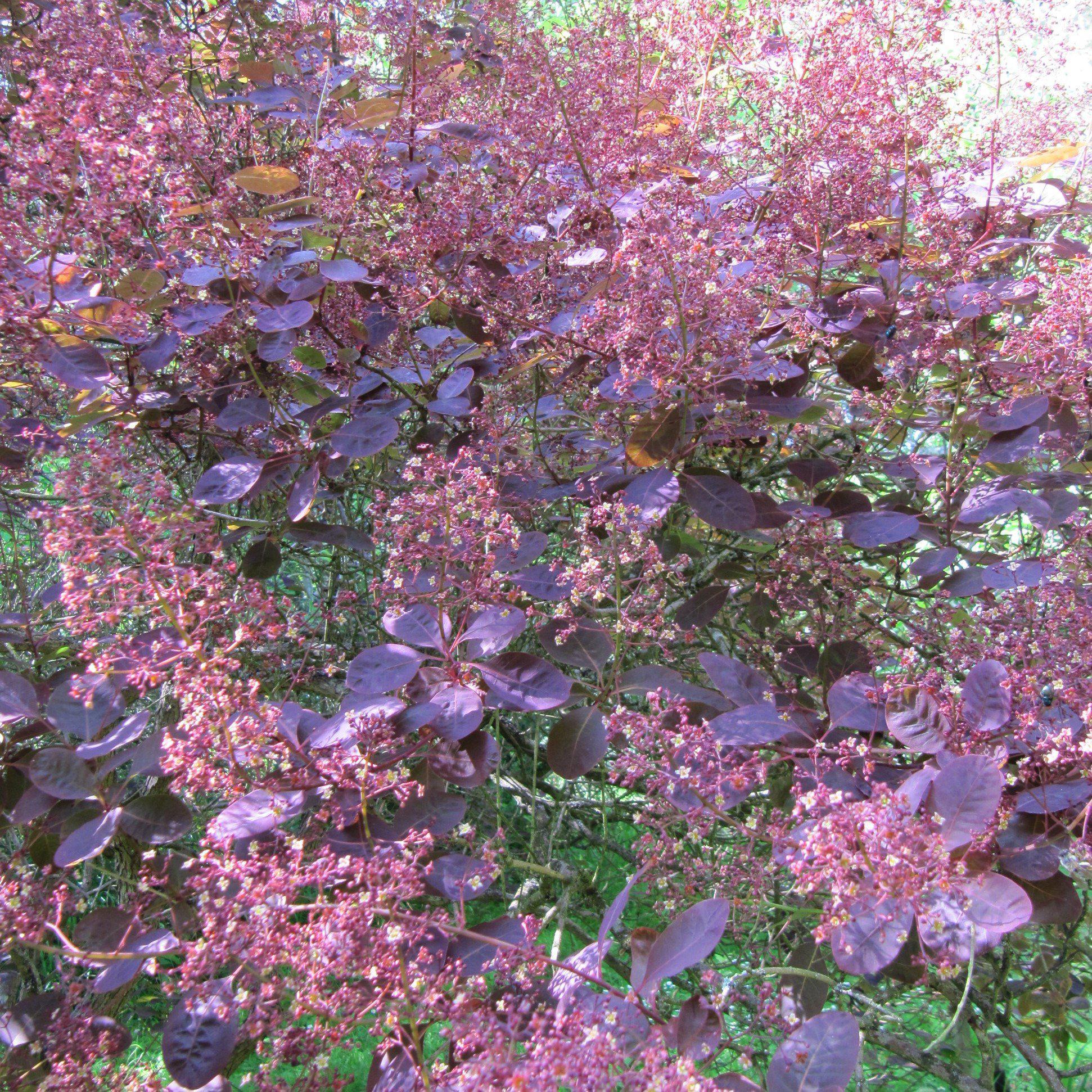 Cotinus coggygria 'Royal Purple' ~ Royal Purple Smoke Tree – JTSOP Farms