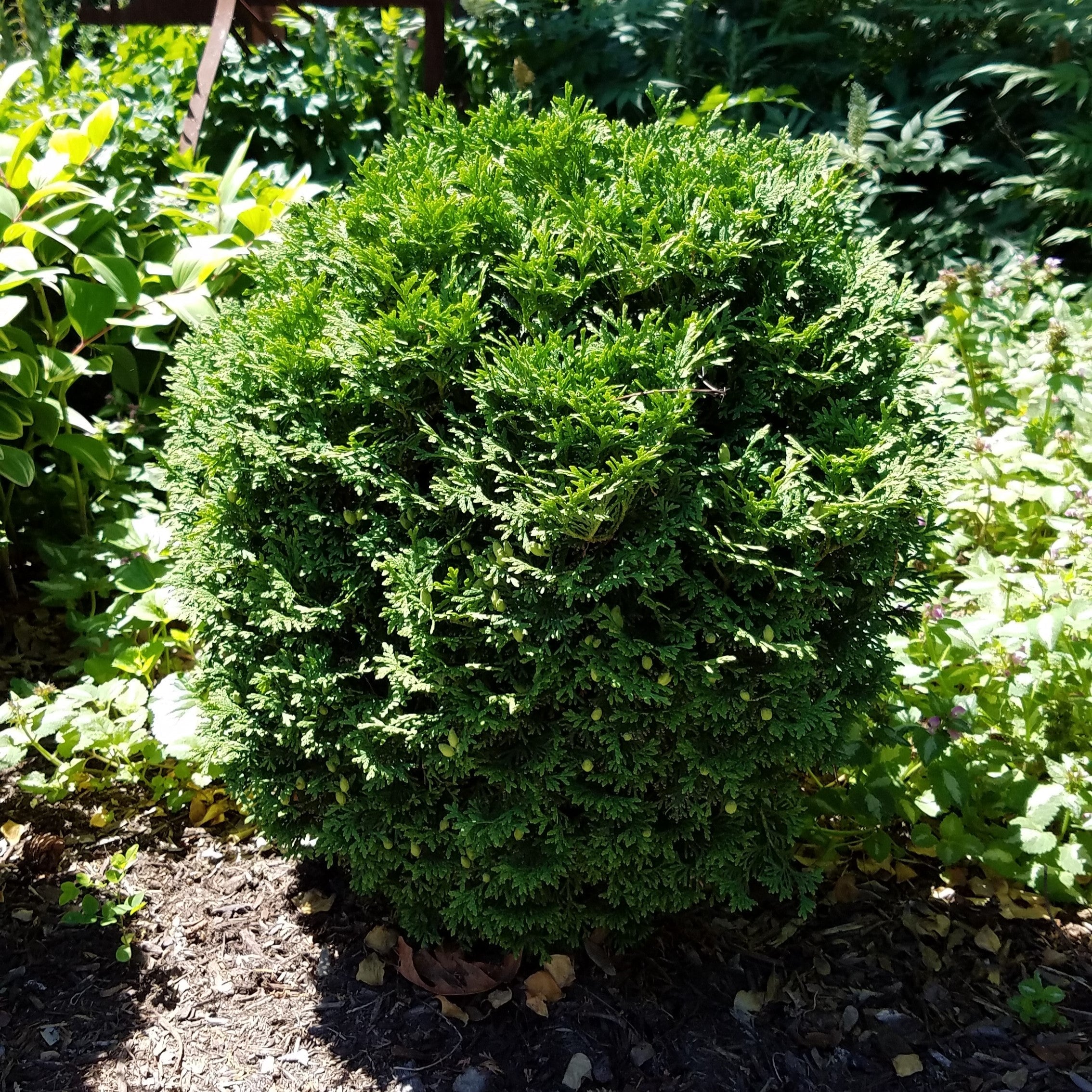 Thuja occidentalis 'Hetz Midget' ~ Hetz Midget Arborvitae, Mini Arborv ...