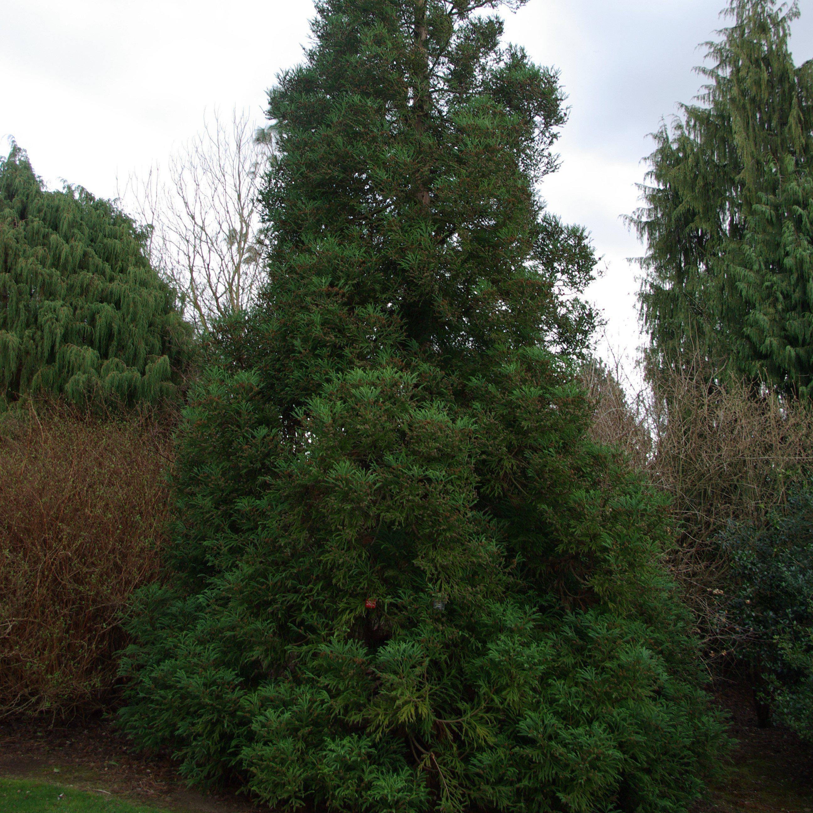 Cryptomeria japonica 'Radicans' ~ Cedro japonés Radicans – JTSOP Farms
