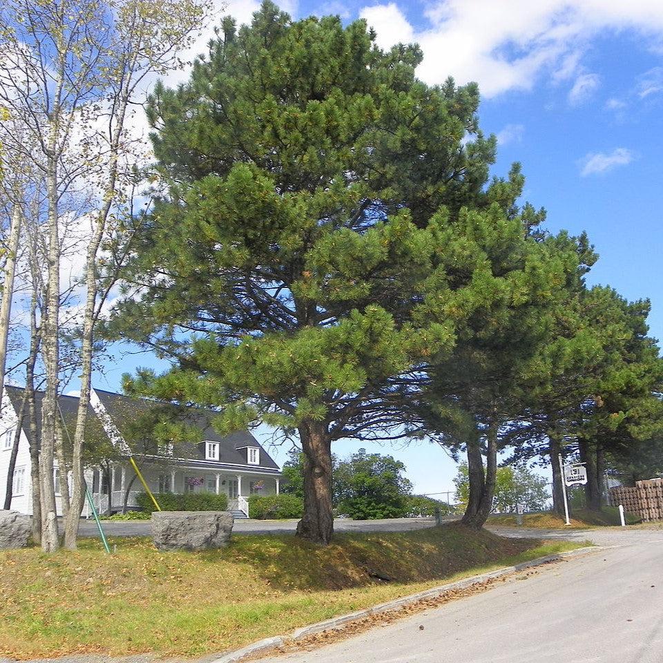 Pinus nigra ~ Black Pine – JTSOP Farms