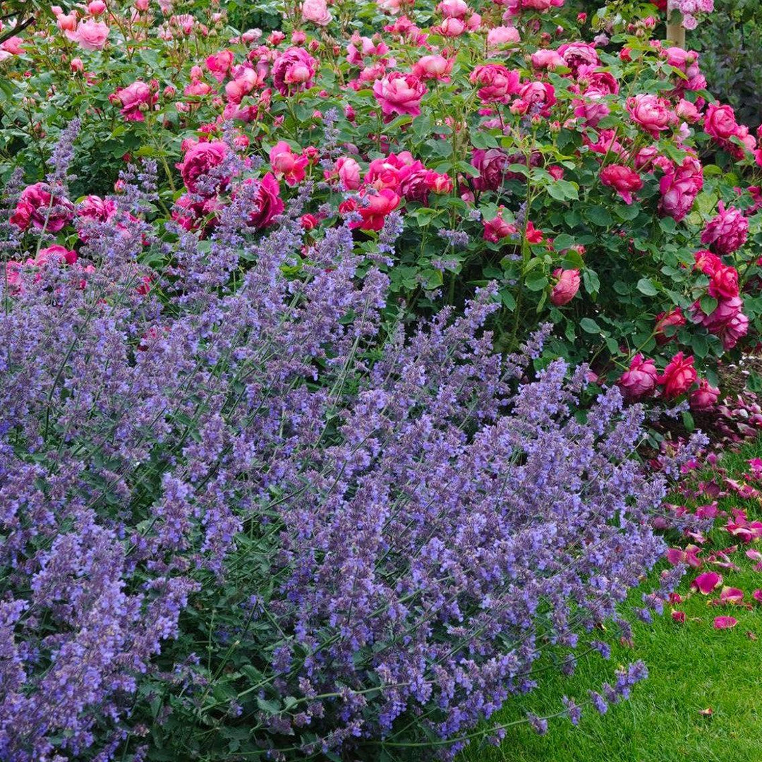 Nepeta x faassenii 'Kit Kat' ~ Kit Kat Catmint – JTSOP Farms