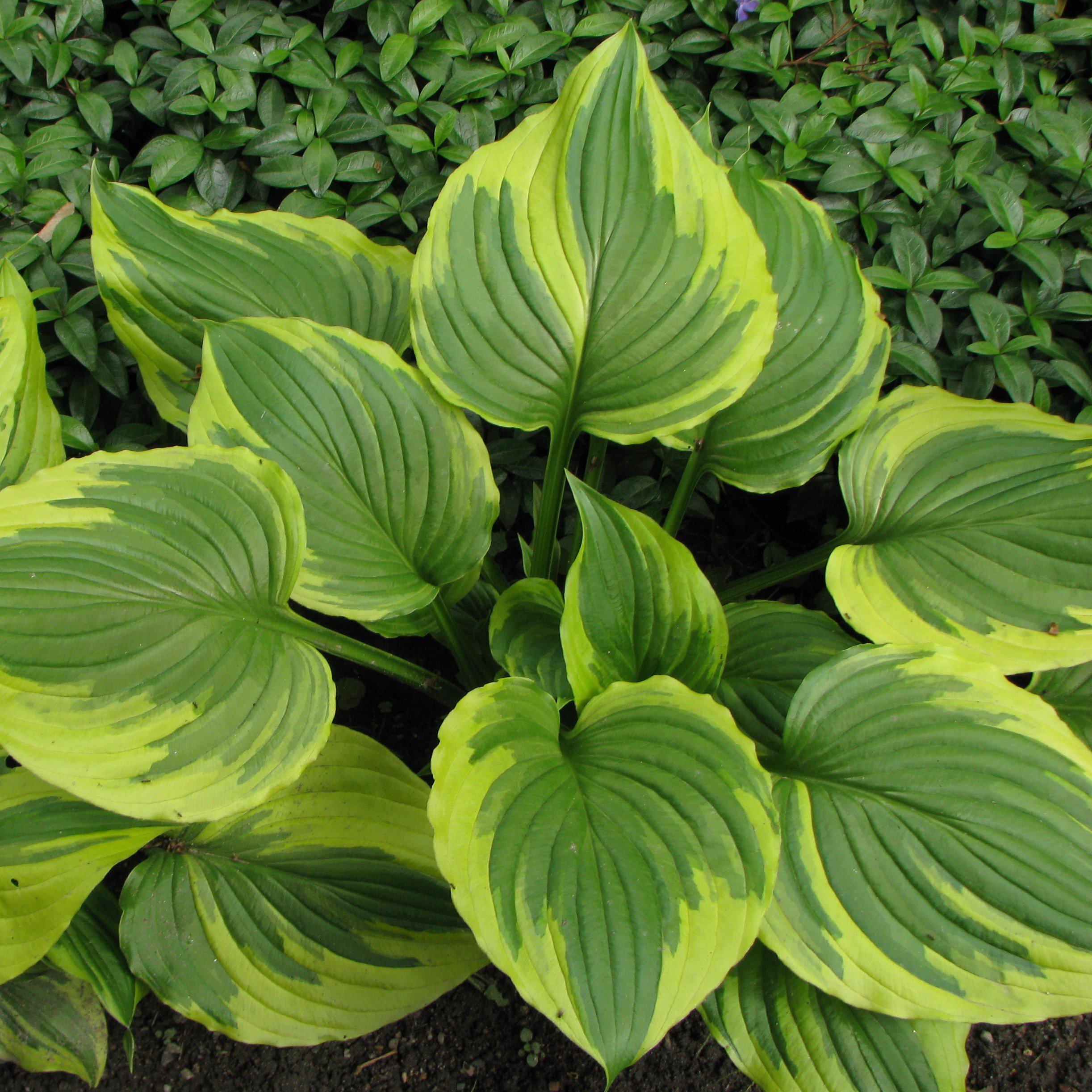 Hosta f. 'Aureomarginata' ~ Aureomarginata Hosta – JTSOP Farms