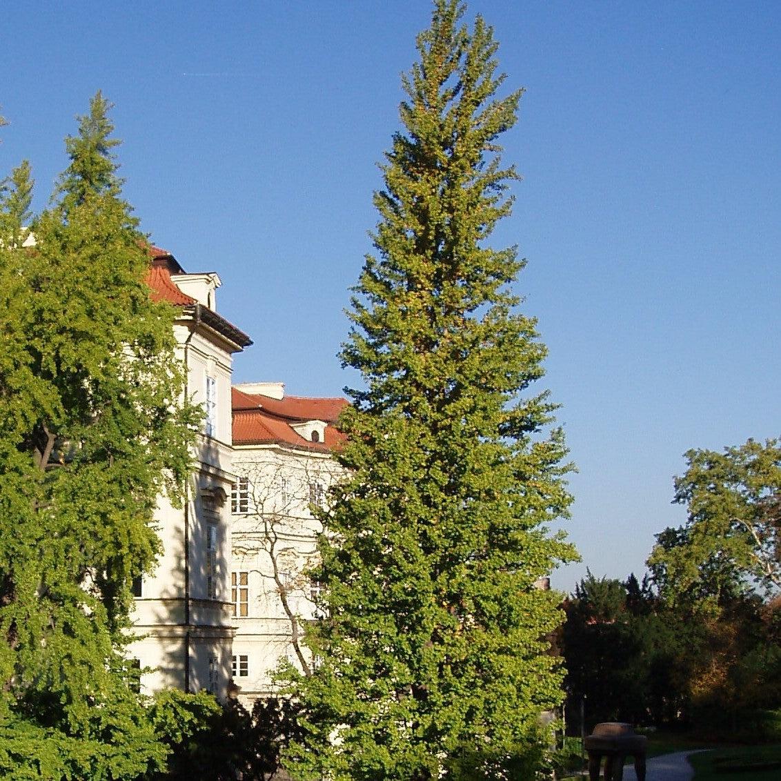 Ginkgo biloba 'Fastigiata' ~ Fastigiata Ginkgo – JTSOP Farms