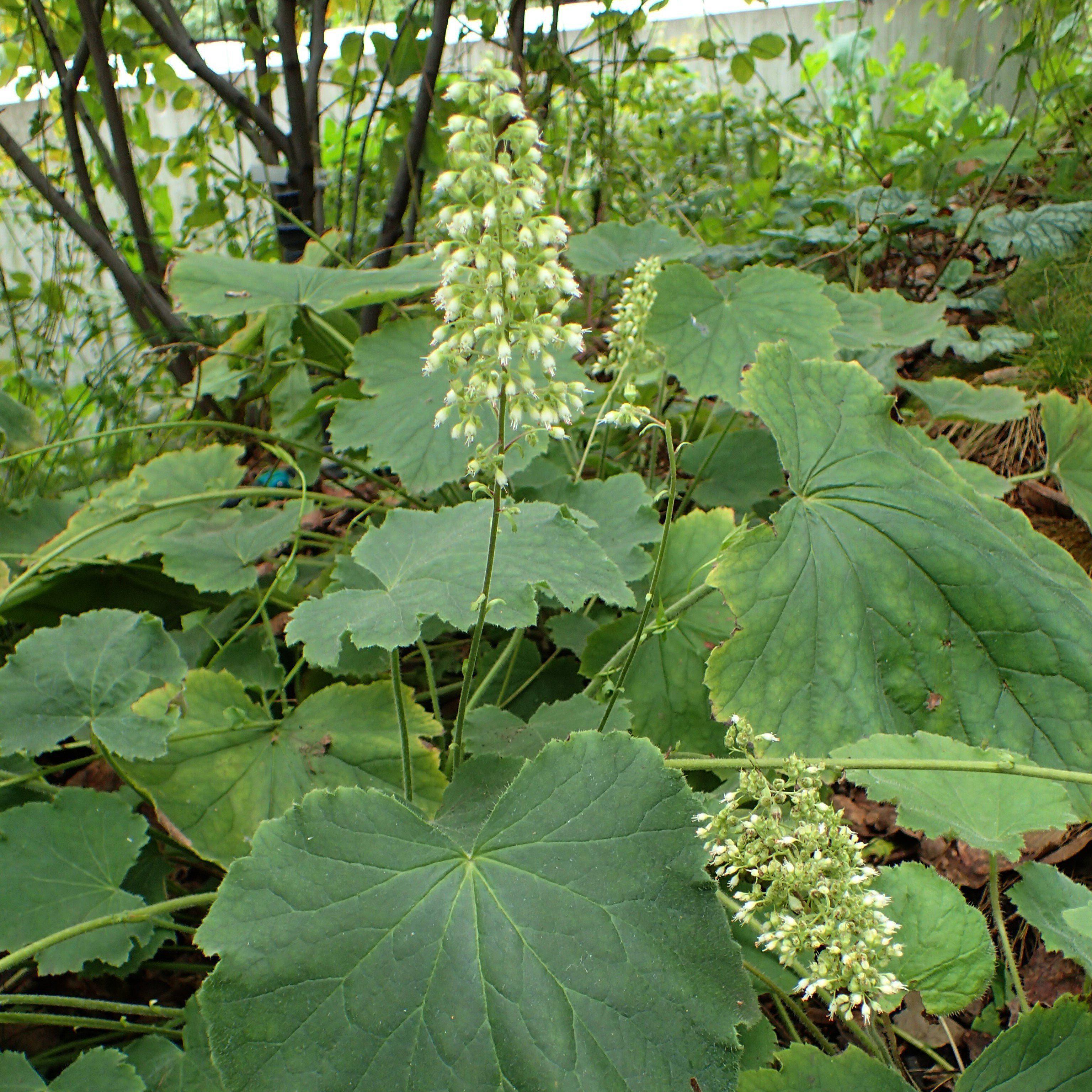 Heuchera villosa 'Autumn Bride' ~ Autumn Bride Coral Bells – JTSOP Farms