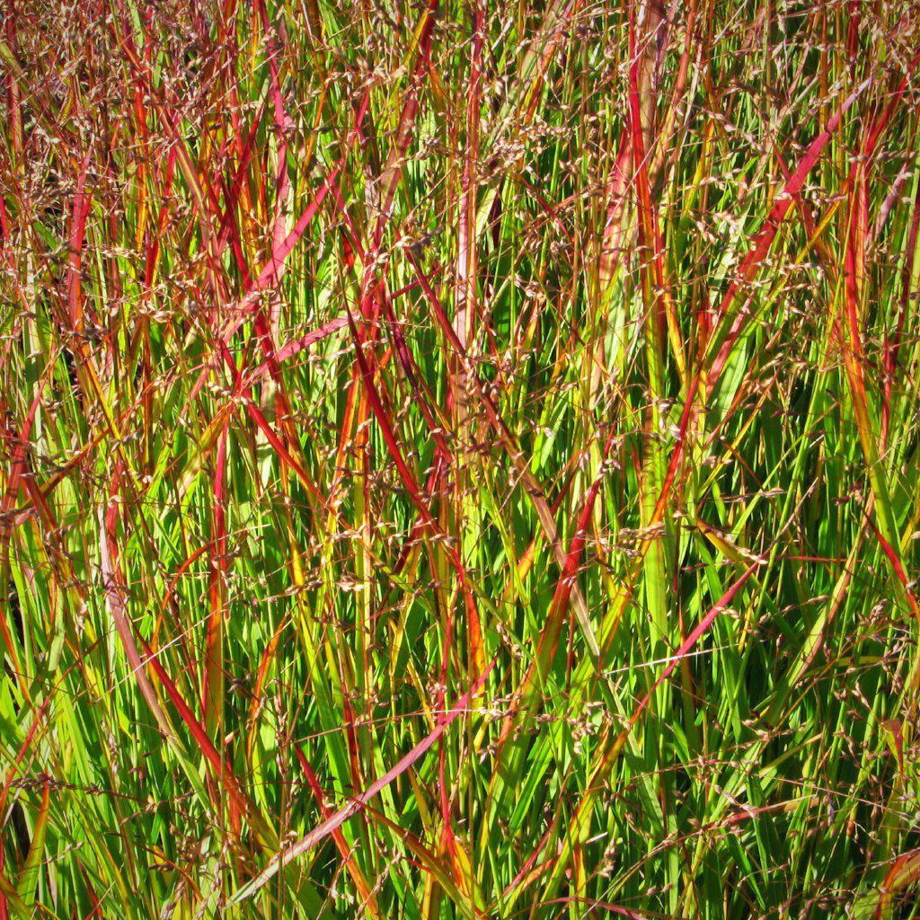 Panicum virgatum 'Shenandoah' ~ Shenandoah Switch Grass – JTSOP Farms