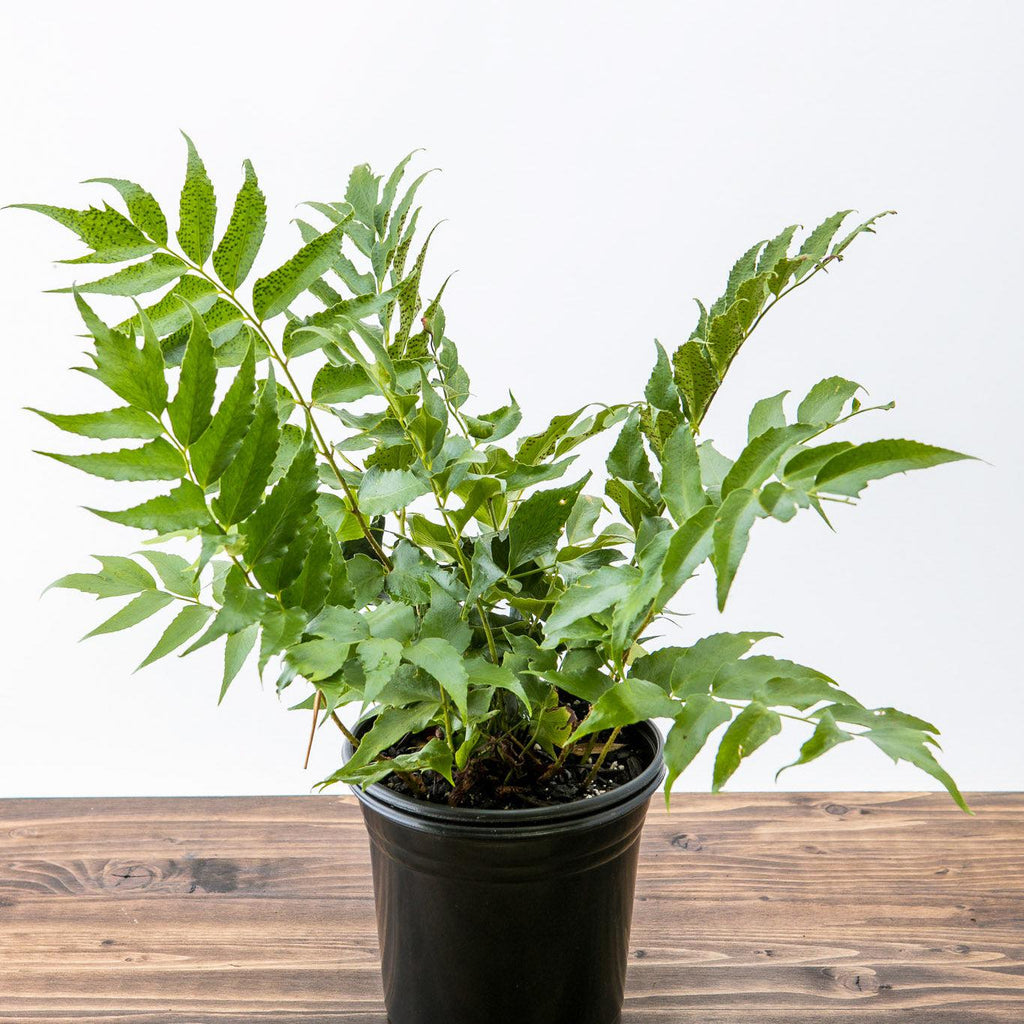 Cyrtomium falcatum Japanese Holly Fern JTSOP Farms