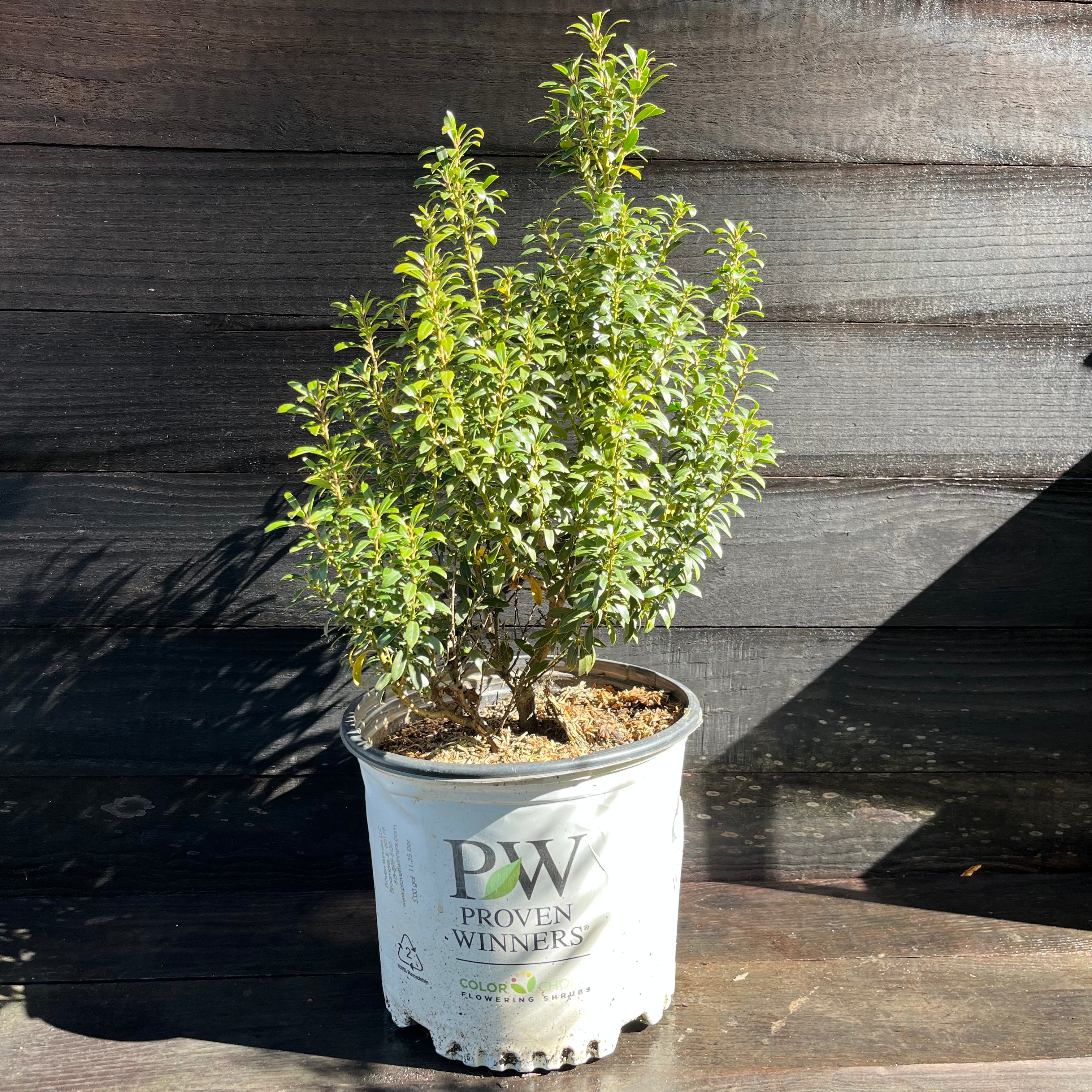 Ilex glabra 'SMNIGAB17' ~ Gem Box® Inkberry Holly – JTSOP Farms